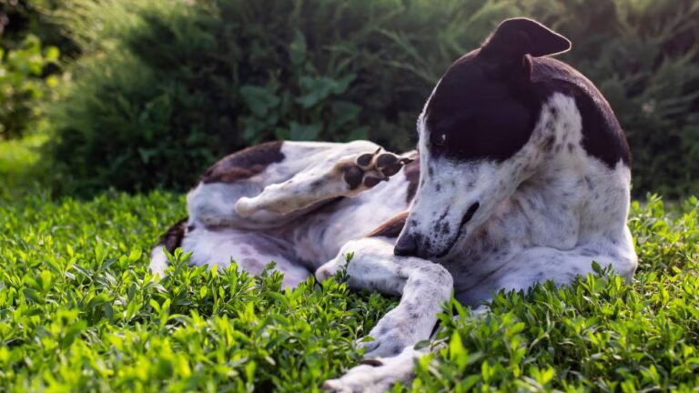 Dog Skin Allergies: Causes, Symptoms, and Treatment – Pet Lived